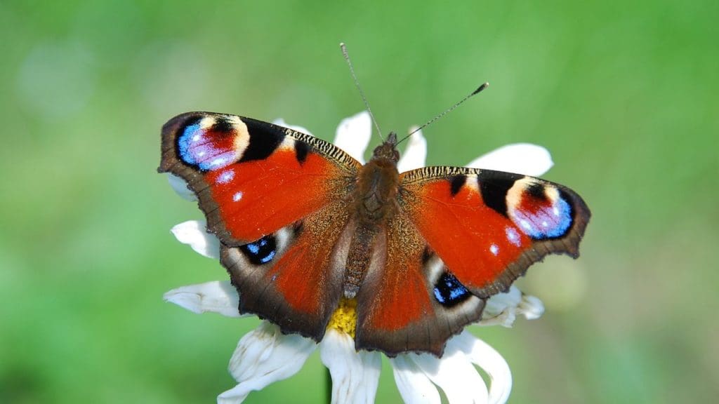 Leer vlinders herkennen - Het Groninger Landschap