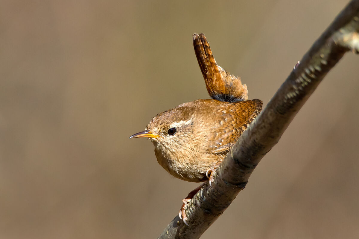Leer vogels herkennen - Het Groninger Landschap