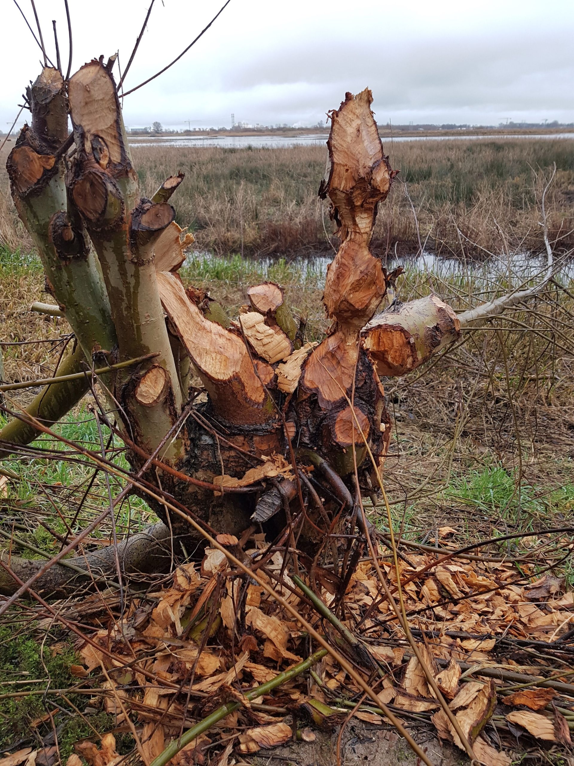 Bever in het Hunzedal - Het Groninger Landschap