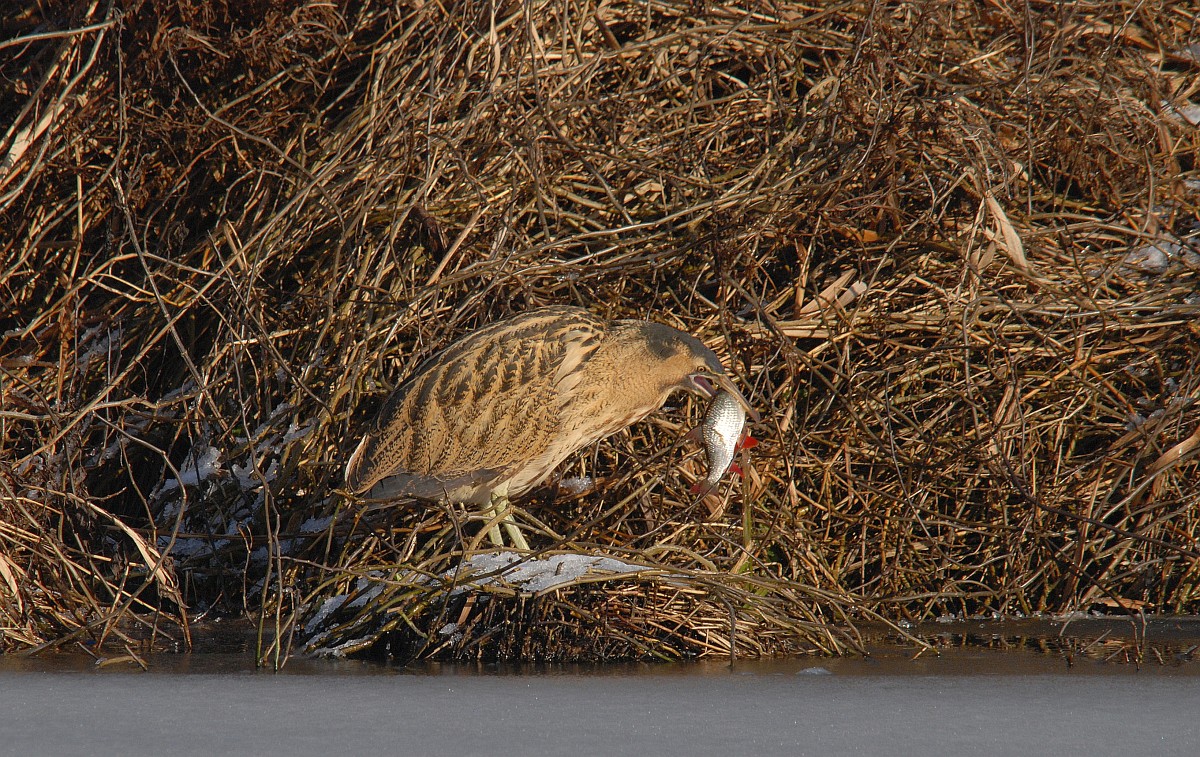 Roerdomp in het Hunzedal - Het Groninger Landschap