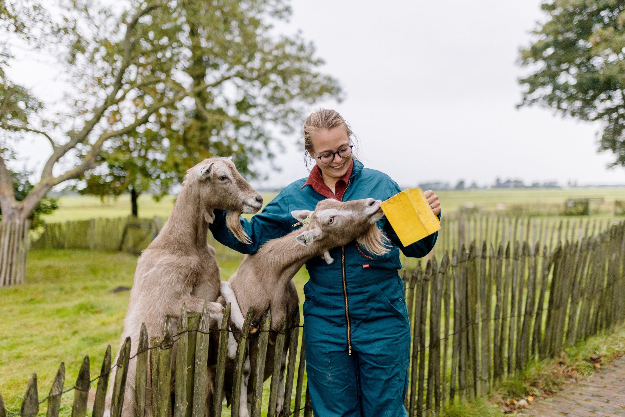 Onze Nederlandse toggenburgers - Het Groninger Landschap