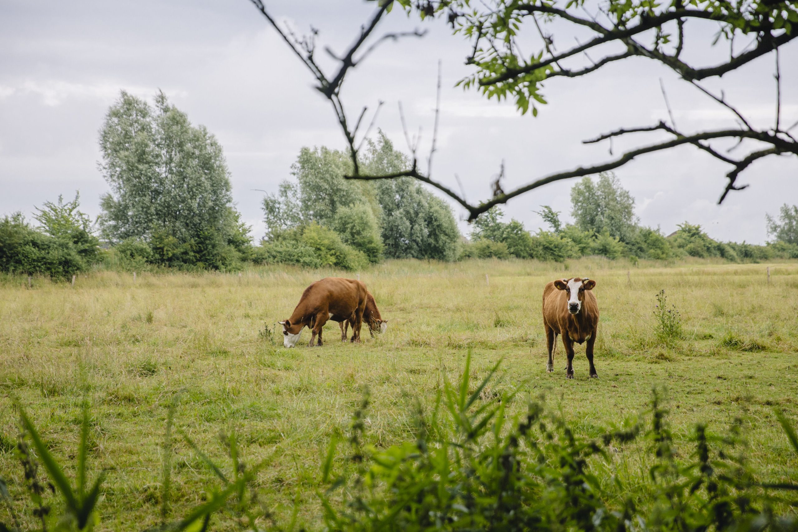 Actueel - Het Groninger Landschap